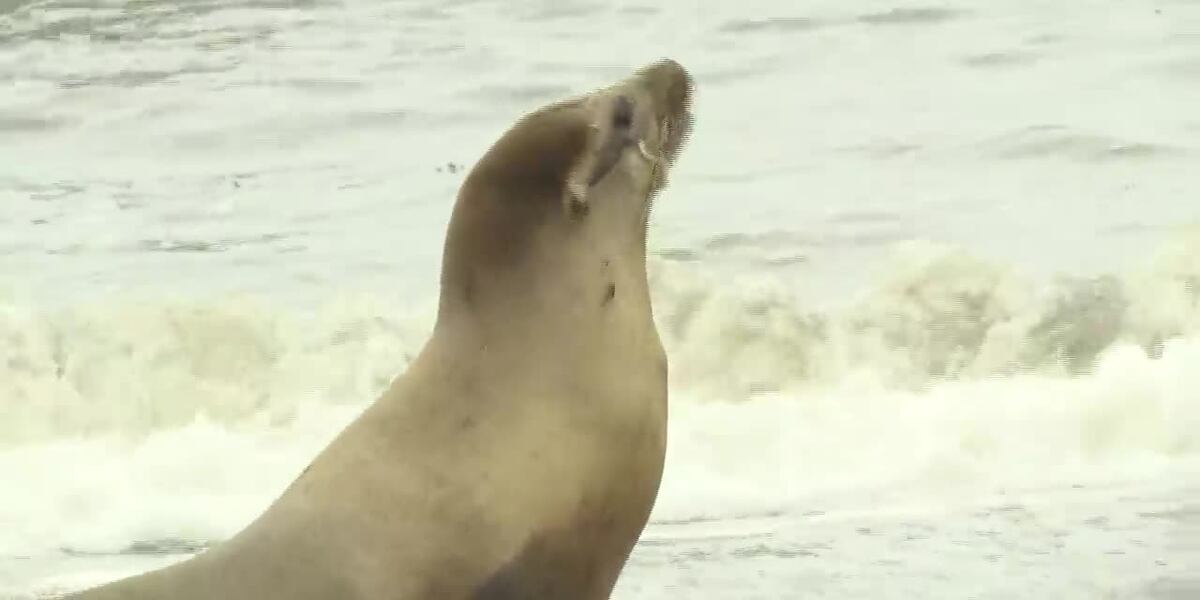 GRAPHIC: Toxic algae bloom is sickening and killing marine mammals on ... GRAPHIC: Toxic algae bloom is sickening and killing marine mammals on ...